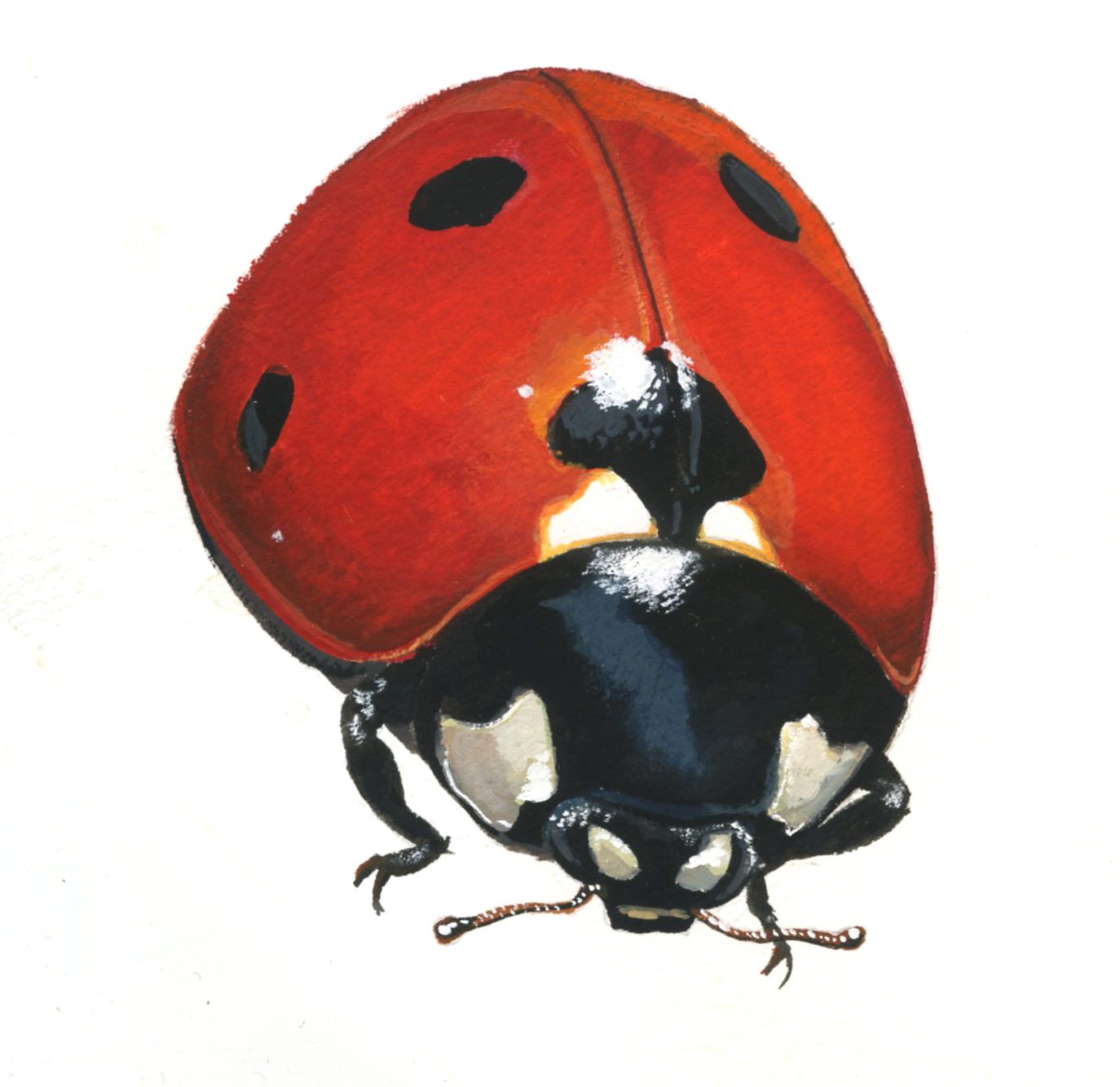 Diverses illustrations jeunesse – Lionel Tarchala illustrateur